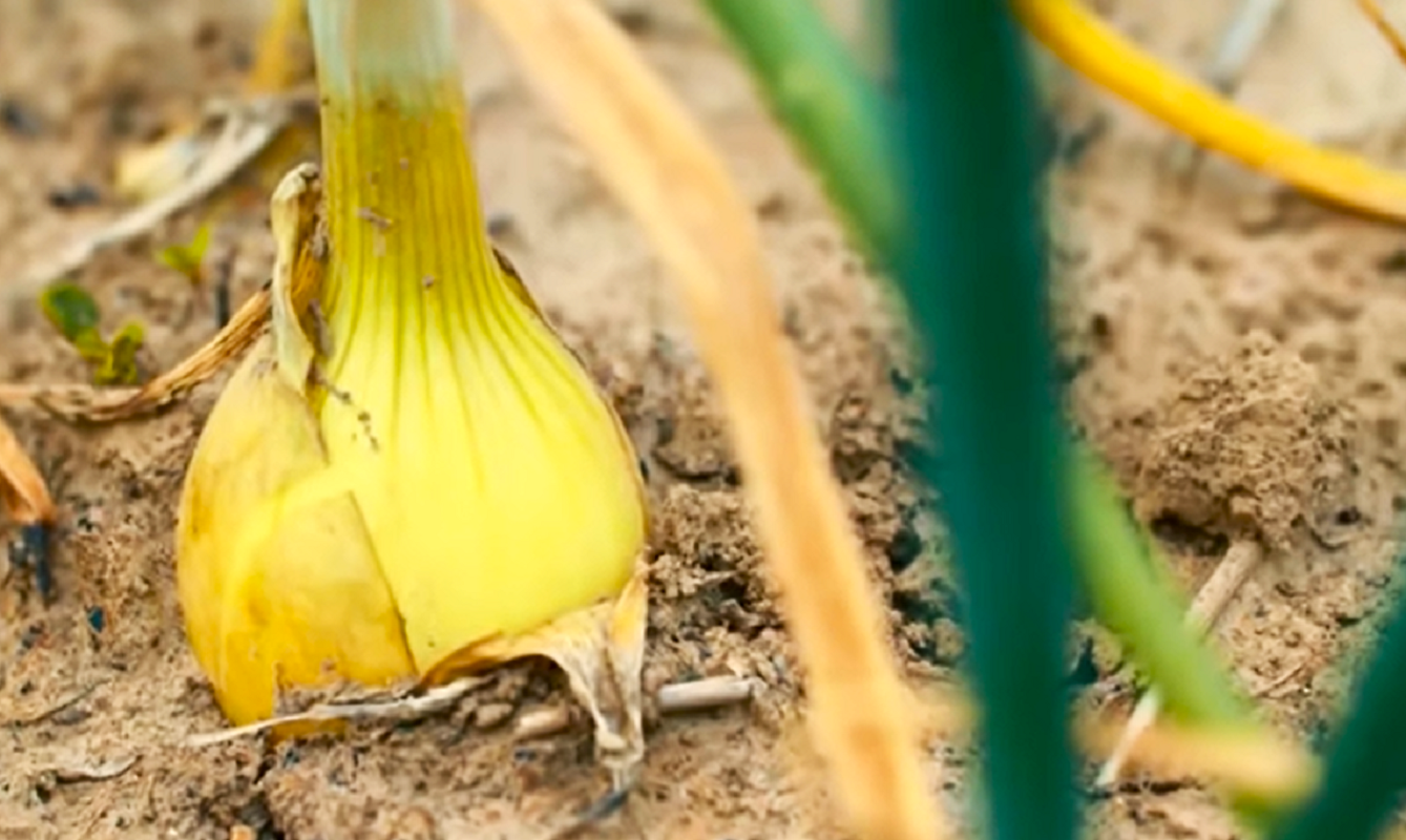 Де треба посадити цибулю, щоб збирати врожай ящиками: хитрощі, про які ...