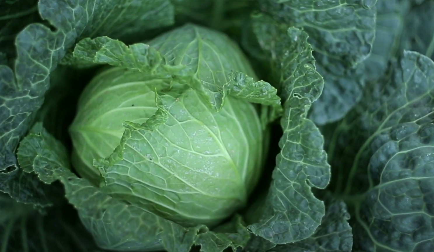 Коли цього року збирати врожай капусти, щоб вона довго зберігалася та ...