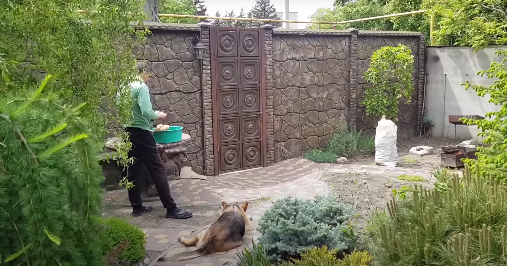 Побілка дерев: точні дати, коли її потрібно проводити - не пропустіть ...