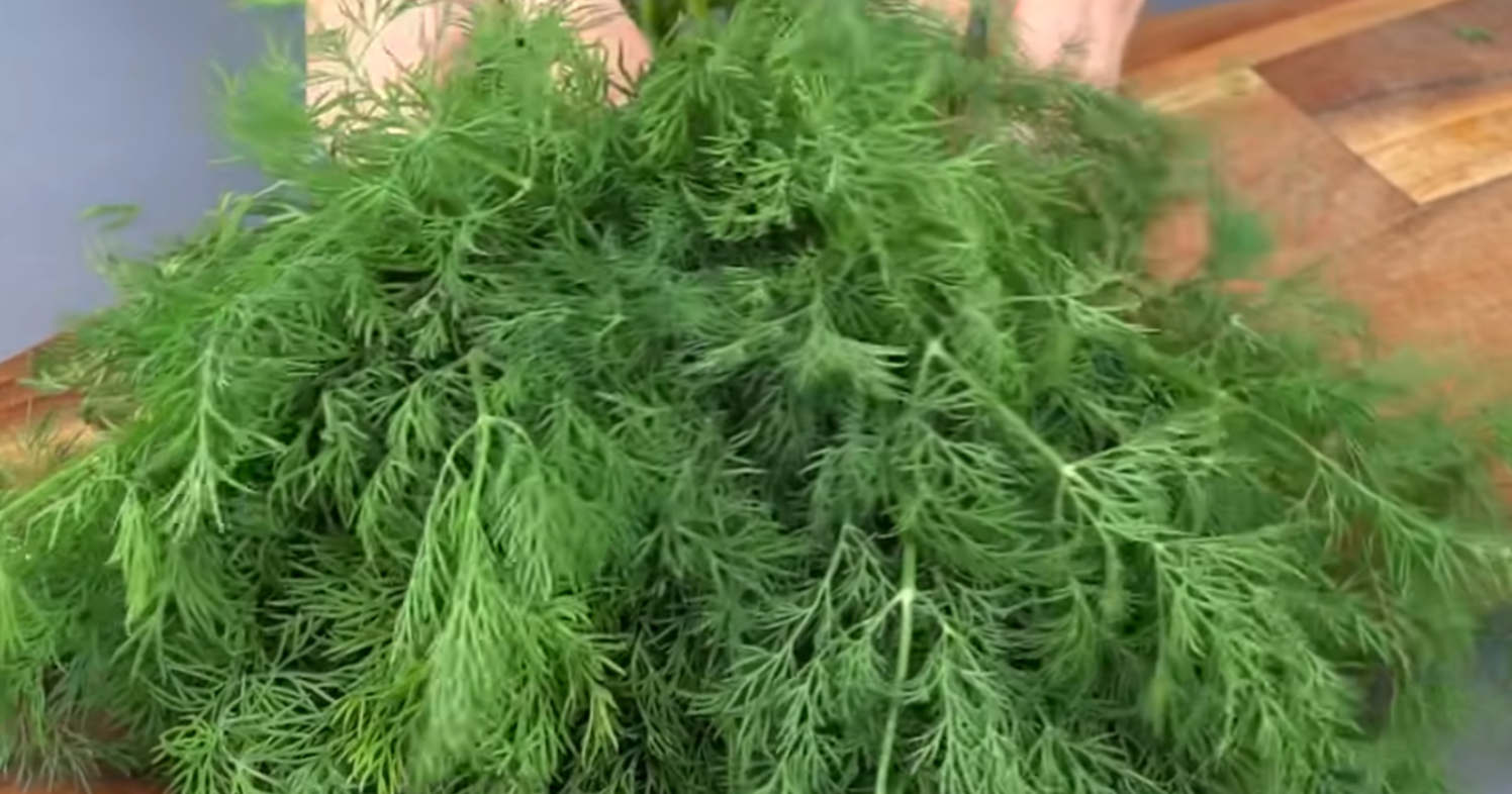 Правильна заготівля зелені на зиму: кріп буде свіжим, ароматним і не ...