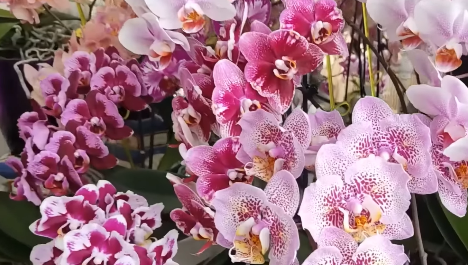 Як розводити орхідеї в домашніх умовах: ефективні та прості методи ...