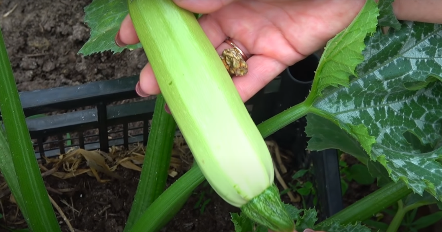 Как вырастить рекордный урожай кабачков в 2025 году: что нужно ...